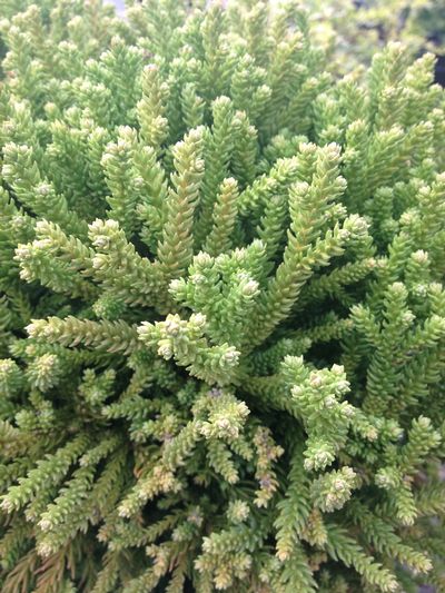 Dragon Prince™ Cryptomeria from Garden Debut