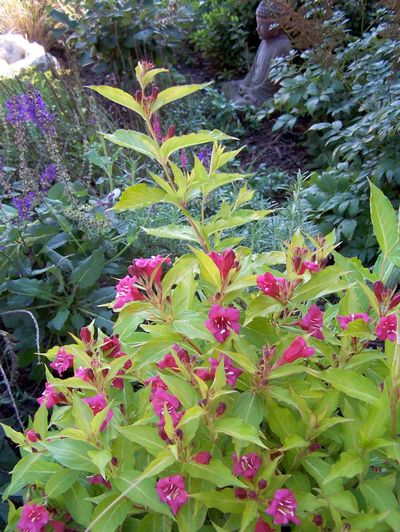 Rubies N' Gold™ Weigela from Garden Debut