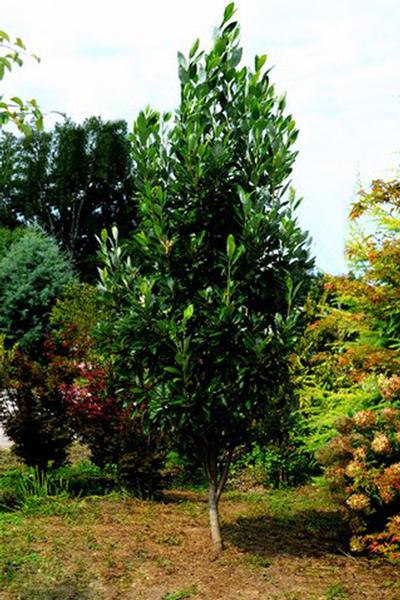 Emerald Tower™ Sweetbay Magnolia from Garden Debut