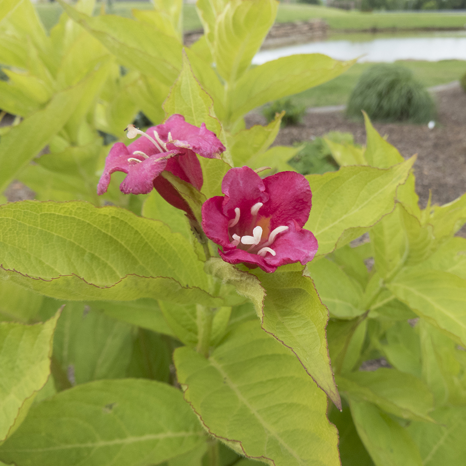 Rubies N' Gold™ Weigela from Garden Debut