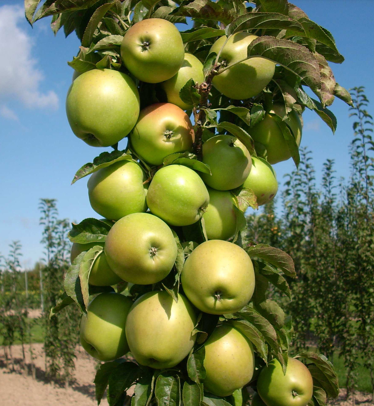 Blushing Delight™ from Garden Debut