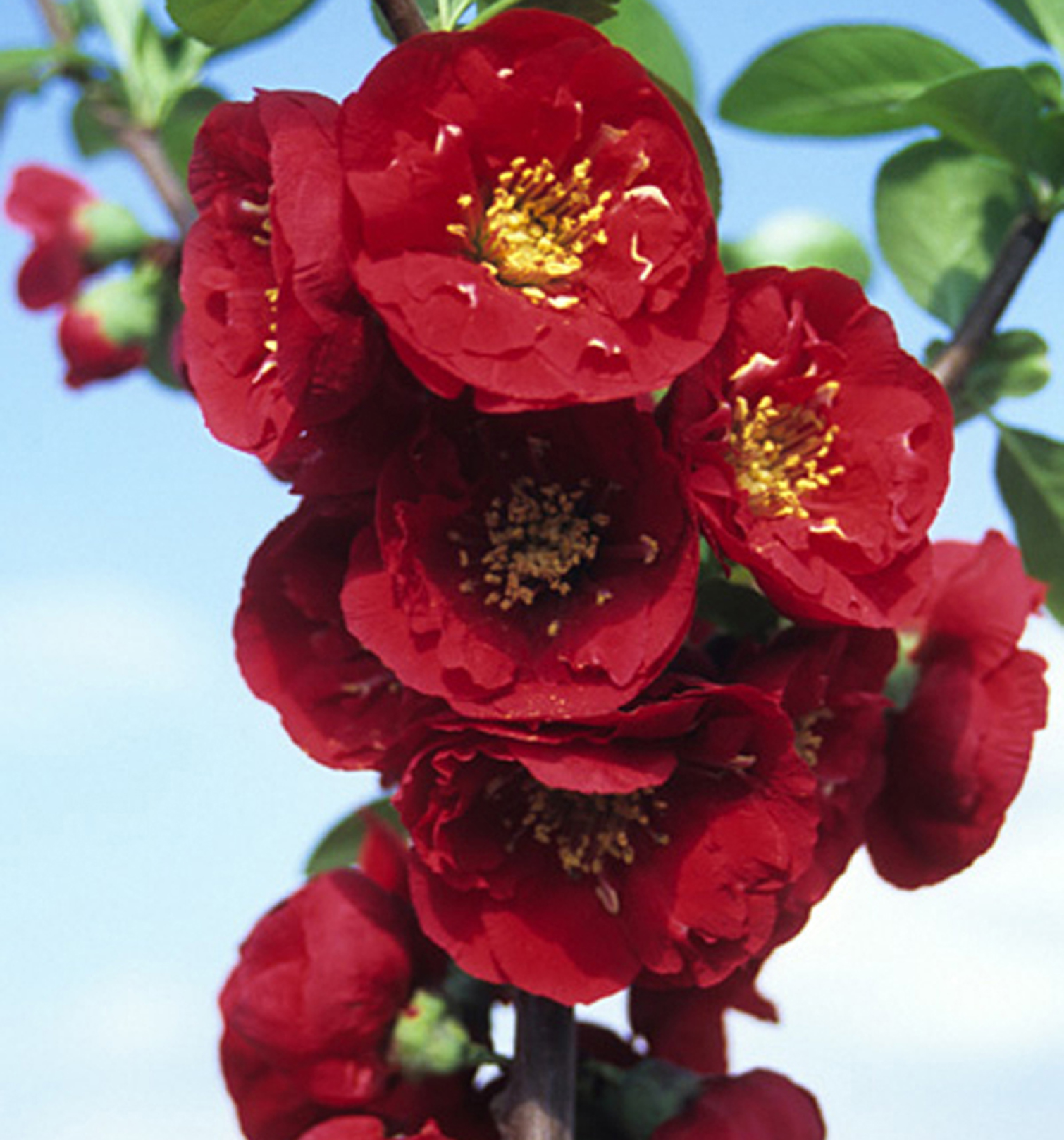 Red Premier™ Quince from Garden Debut