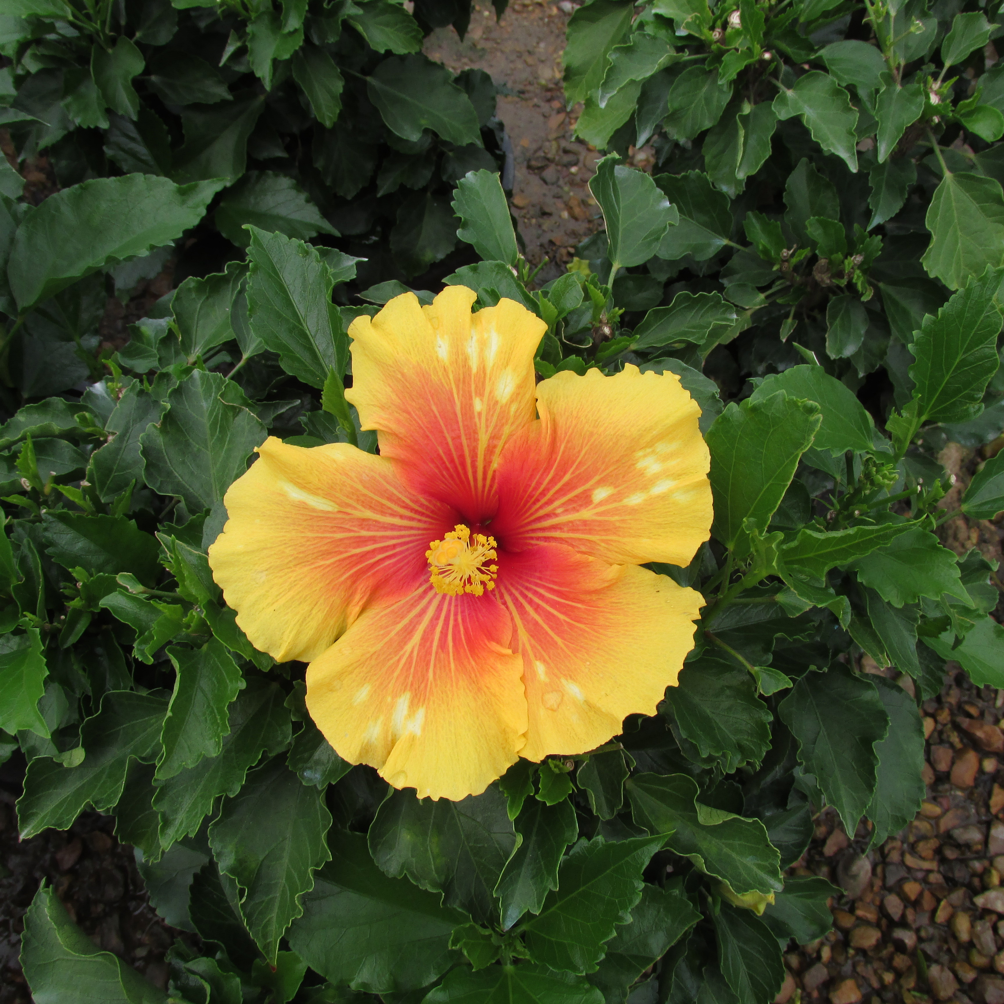 Tiki Bar Hibiscus from Garden Debut