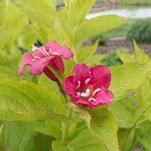 Gold Thread™ Spirea from Garden Debut